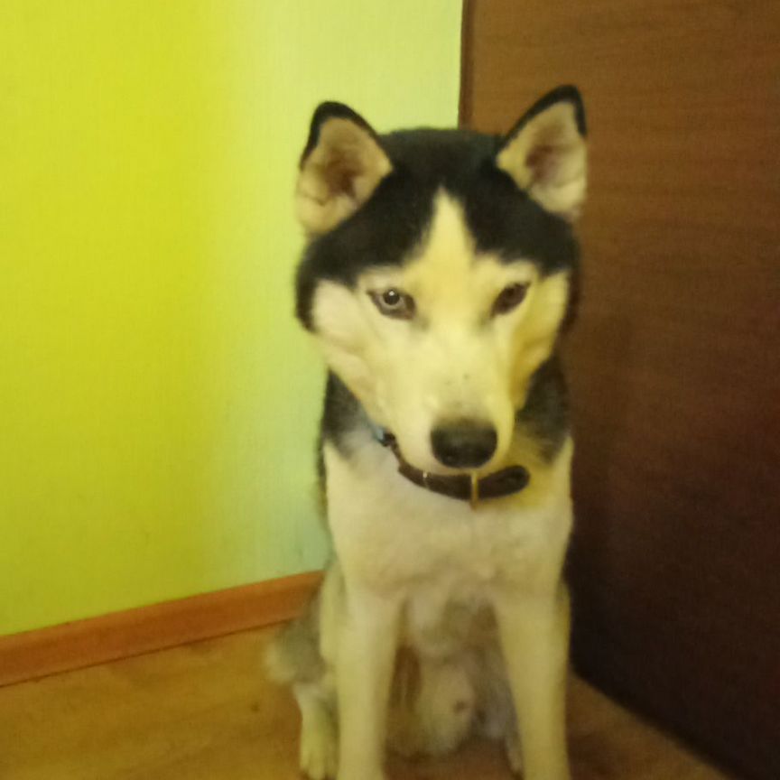 Хаски в добрые руки