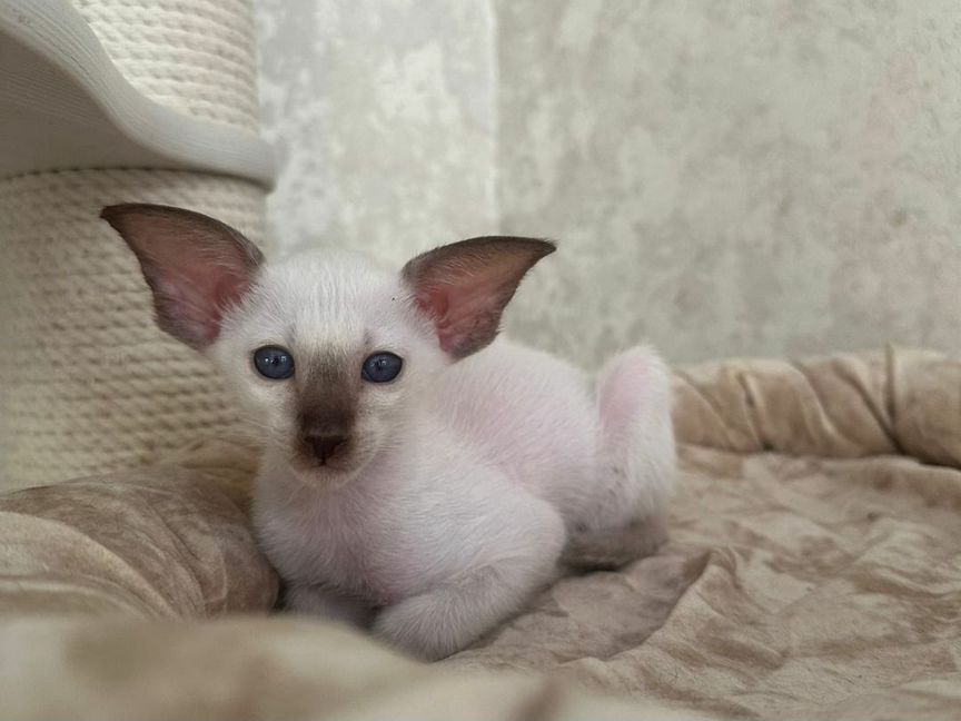 Шикарный котята в хорошем типе