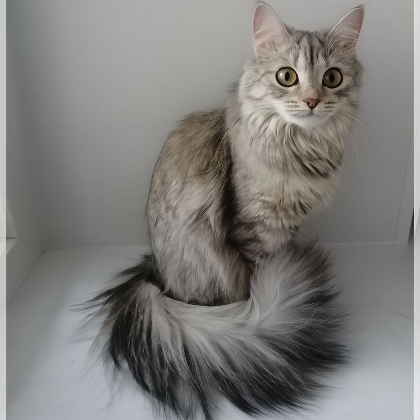 Шотландская прямоухая длинношёрстная кошка, вязка