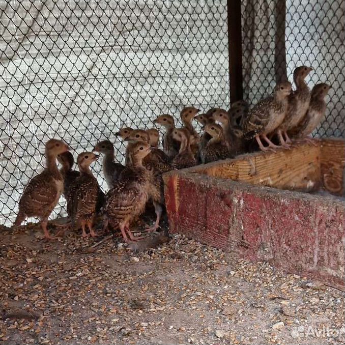 Кеклик Руфа молодняк