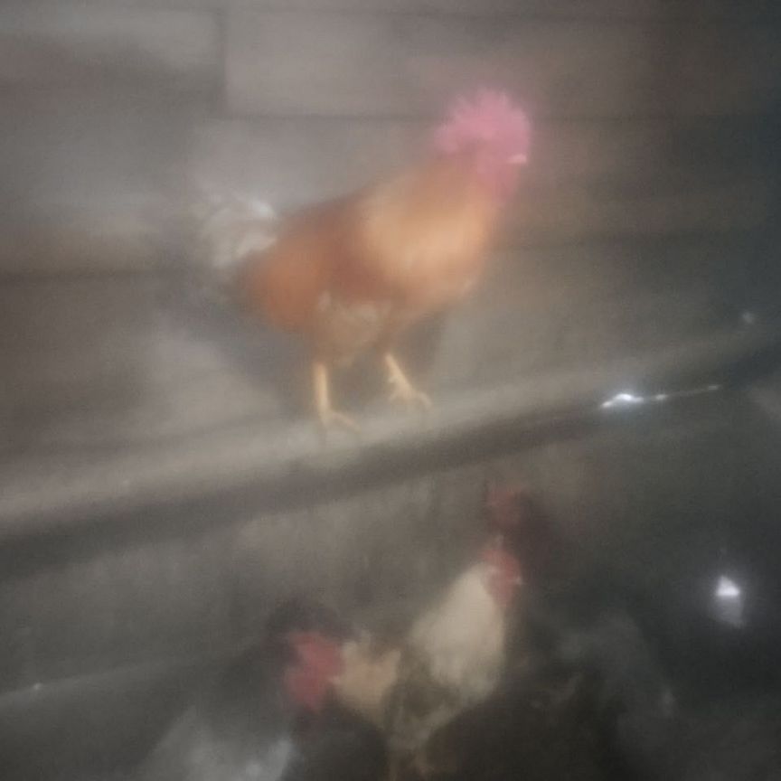 Молодые петухи