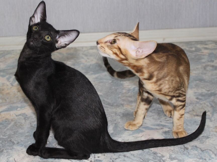 Ориентальные котята