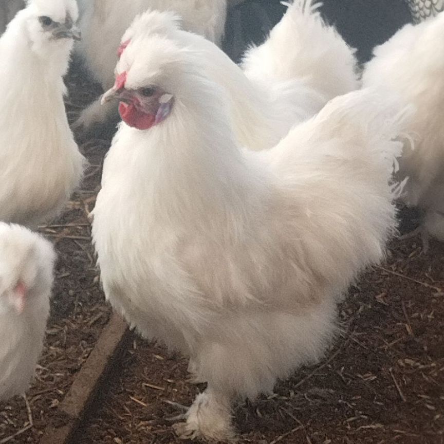 Петушки декоративные