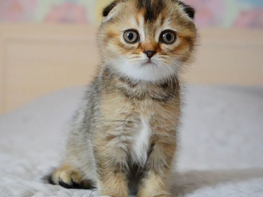 Шотландская вислоухая малышка