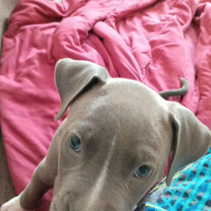 Щенок стаффорд