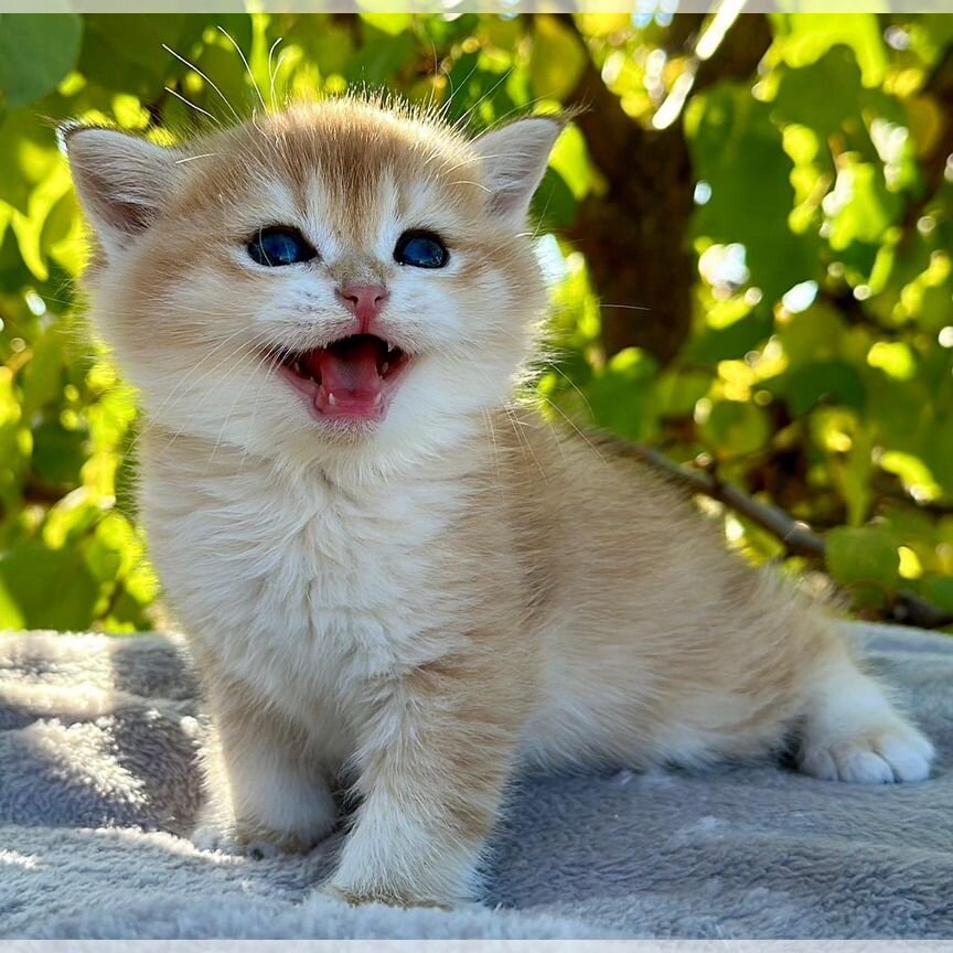 Шотландские золотые шиншиллы котятки