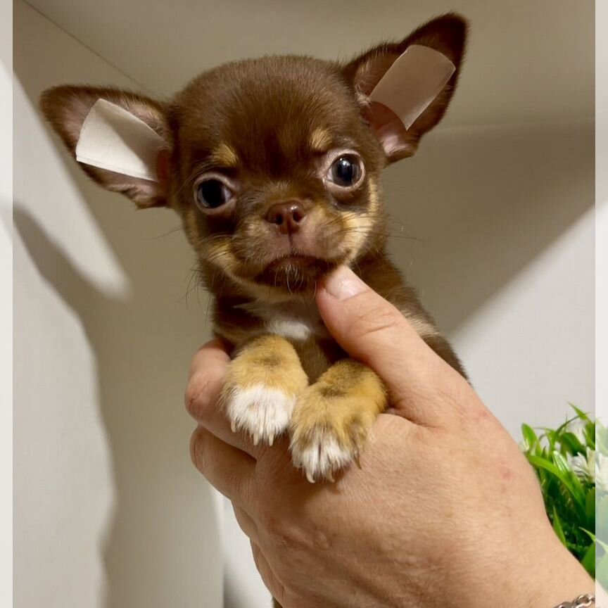 Чихуахуа мини девочка