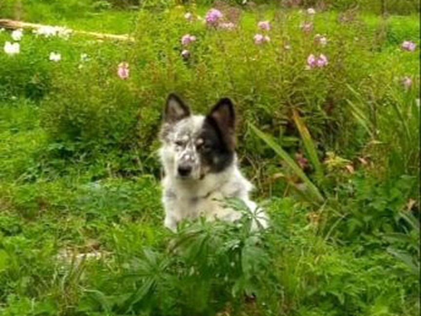 Пёсик Цезарь