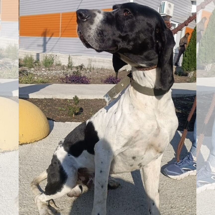 Английский пойнтер, взрослый пёс