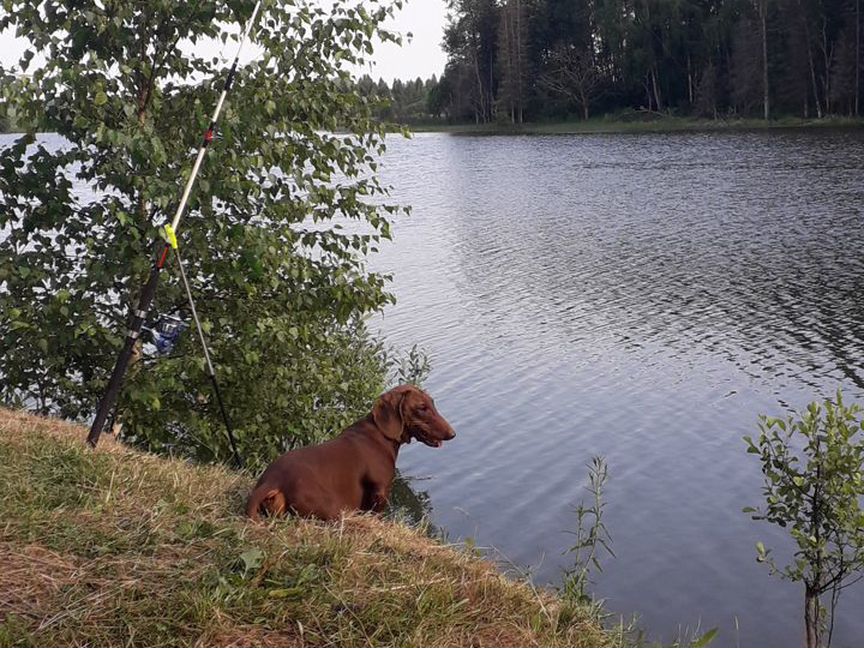 Собаки щенки бесплатно