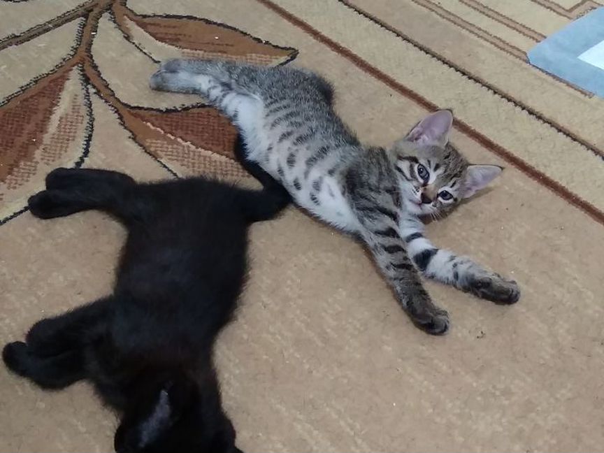 Отдам котят в добрые руки п. Целина