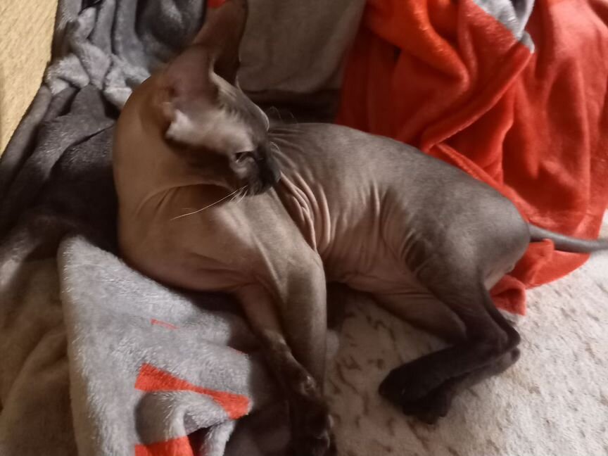 Донской сфинкс кошка