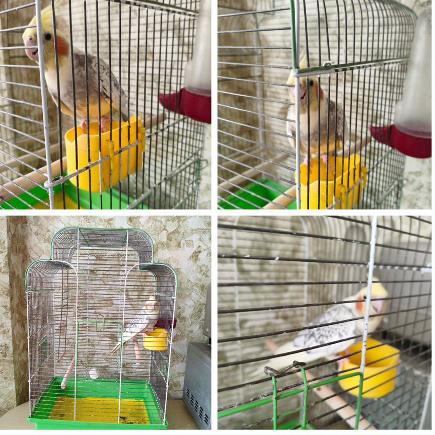 Попугай корелла. Самка. Несушка. Клетка. Корм