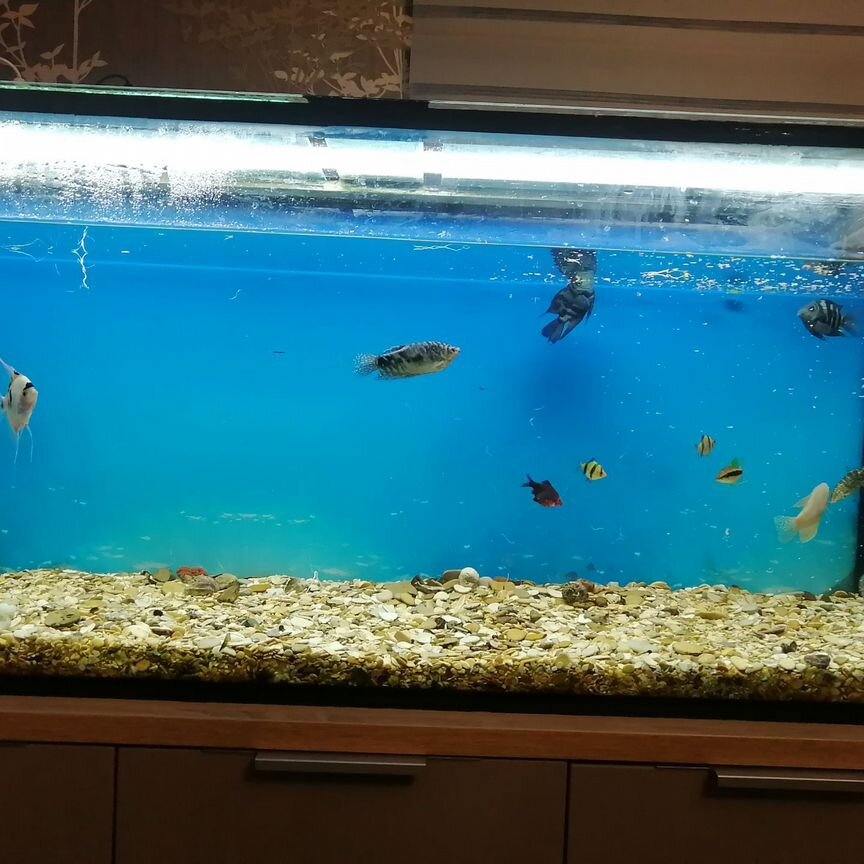 Аквариумные рыбки