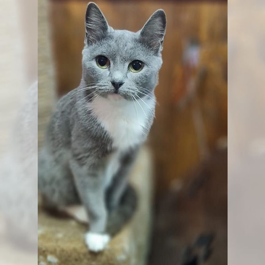 Взрослая кошка в добрые руки