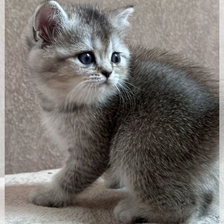 Шотландский прямоухий длинношёрстный котёнок