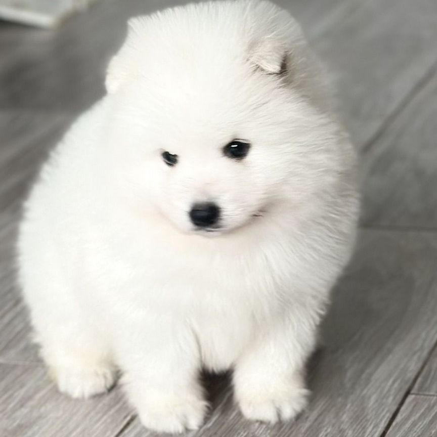 Японский шпиц, щенок