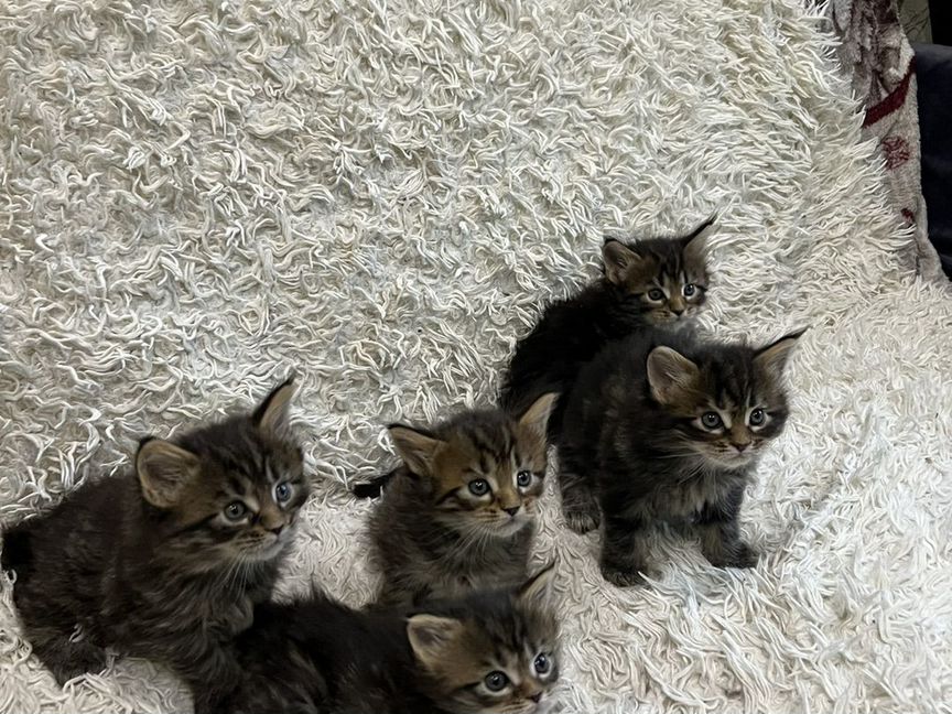 Котята мейн-кун