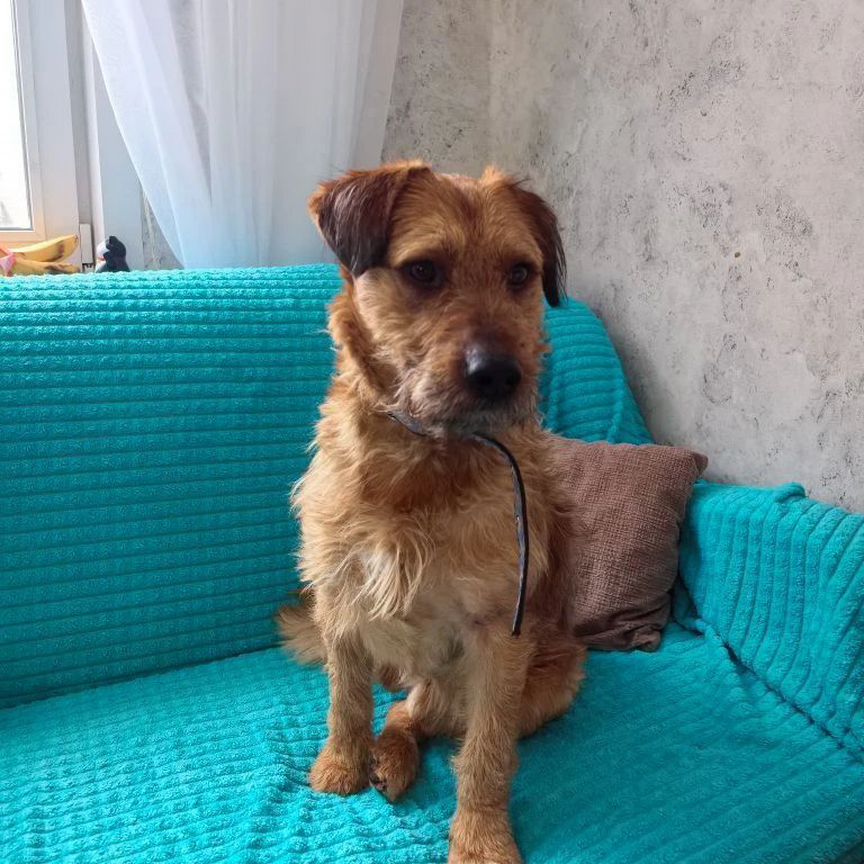 Взрослый пёс в добрые руки