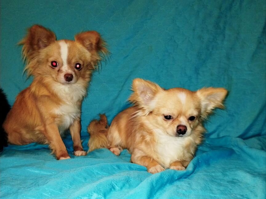 Прикольные, ушастики чихуахуа (длинношерстные)