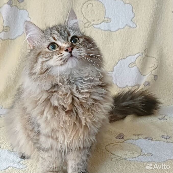 Как куколка Яронега Невская Радость