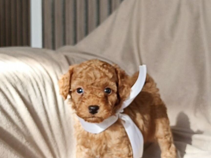 Той- пудели