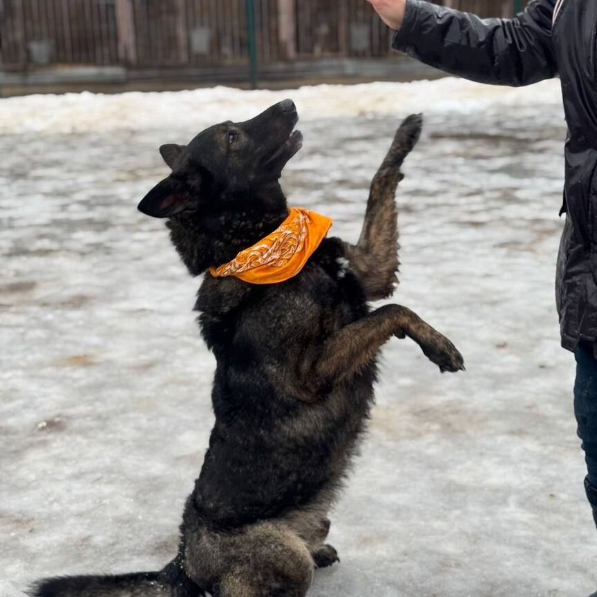 Собака в добрые руки отдам бесплатно