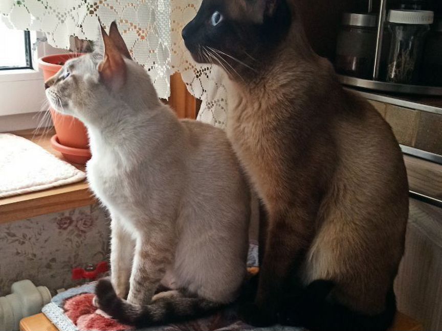 Тайские котята