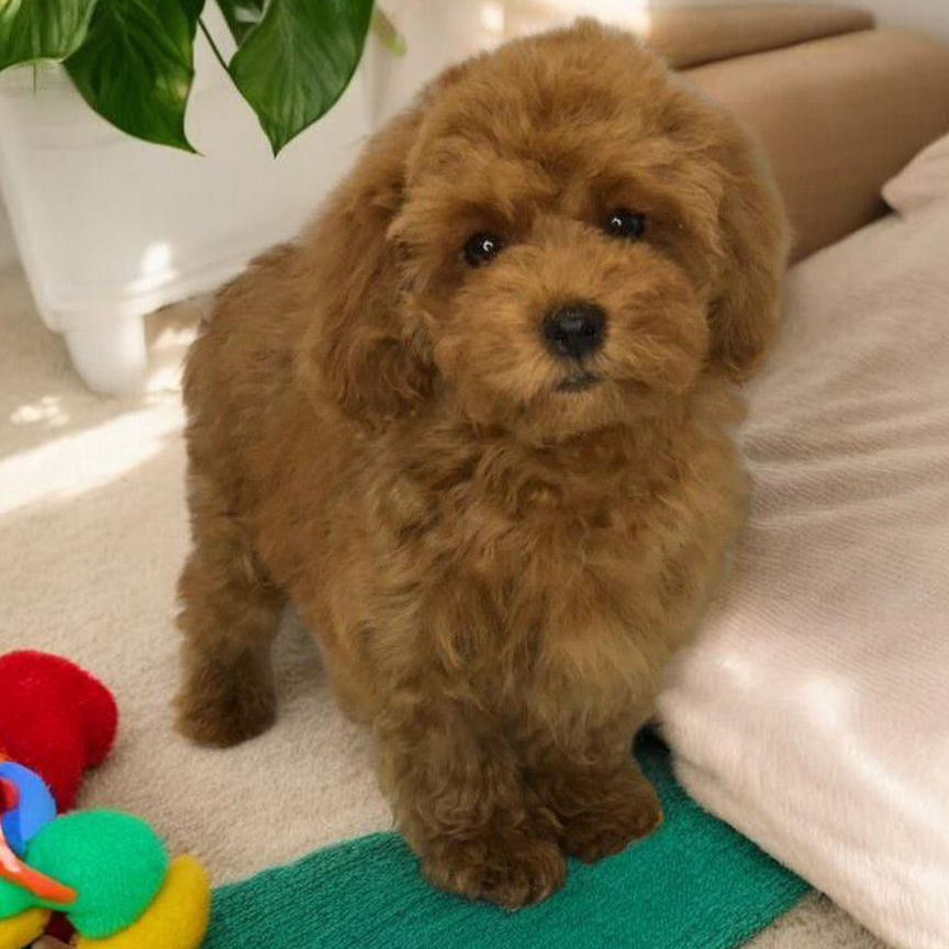 Той-пудель, щенок