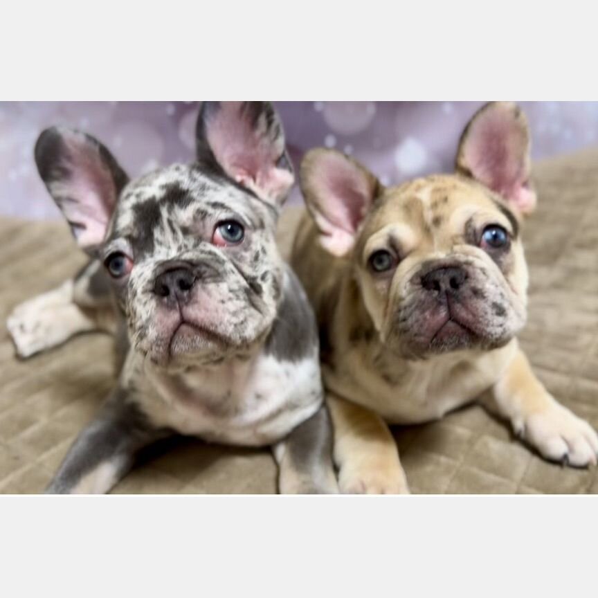 Лиловые, шоколадные бульдетки