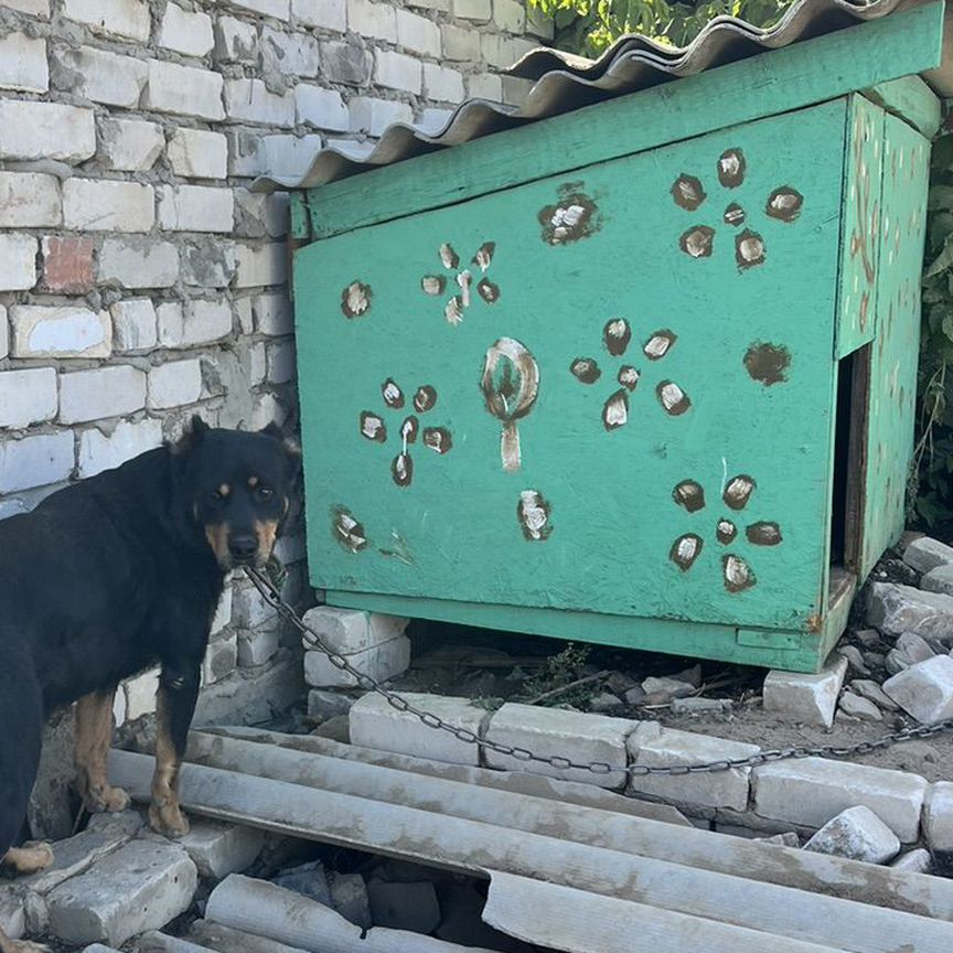 Отдам в хорошие руки собаку