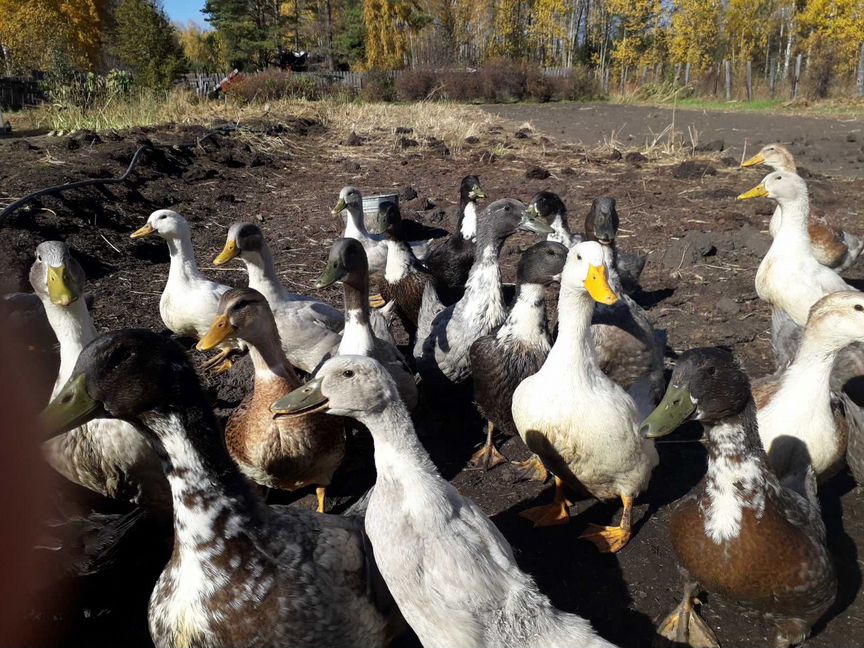 Утки, гусаки, яйцо