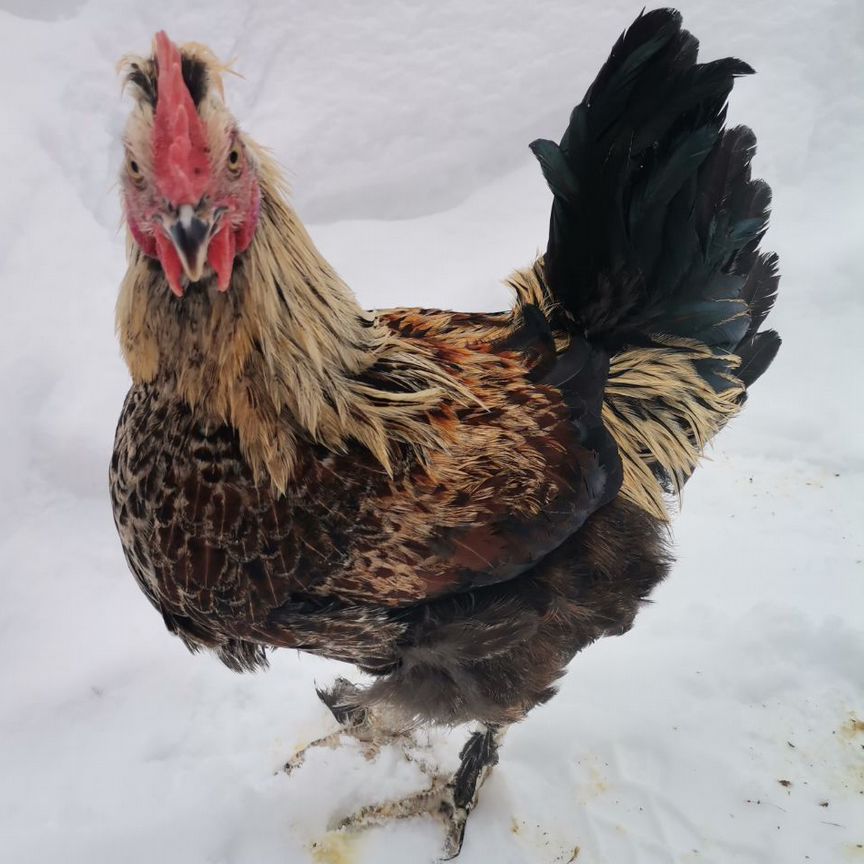 Молодые петухи