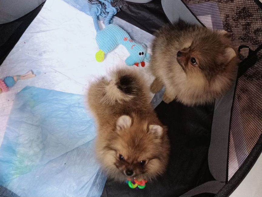 Мальчик и девочка померансаого шпица