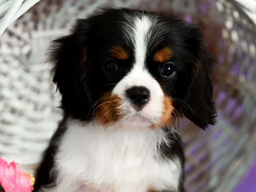 Спаниель мальчик кавалерчик