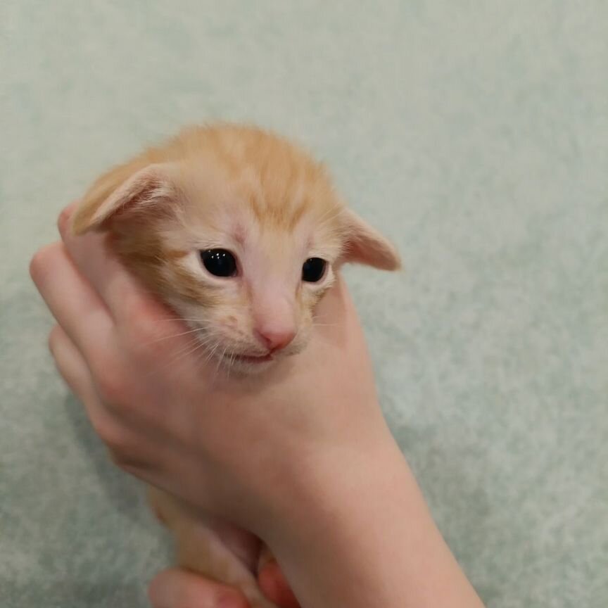 Красное солнышко