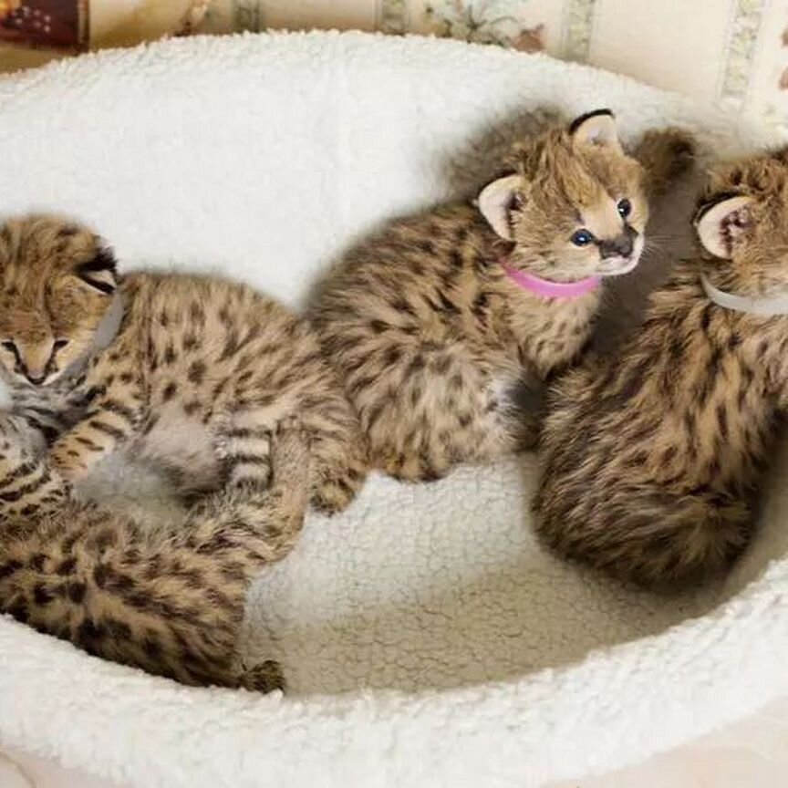 Котята Саваннаф1