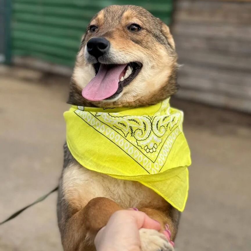 Взрослая собака в добрые руки