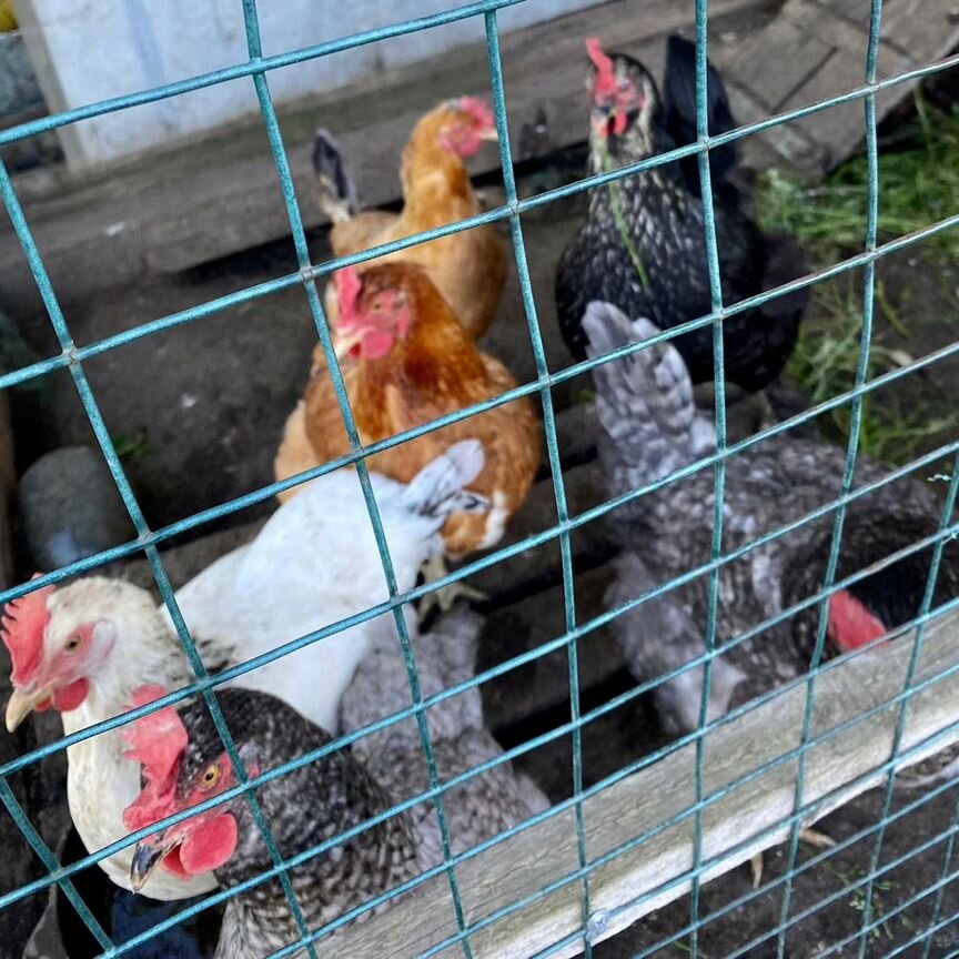 Куры несушки