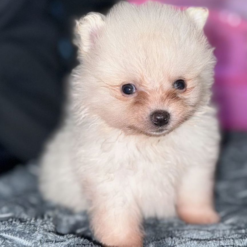 Померанский шпиц, щенок