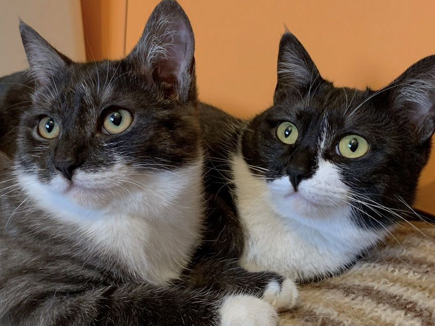 Две кошечки - двойное удовольствие