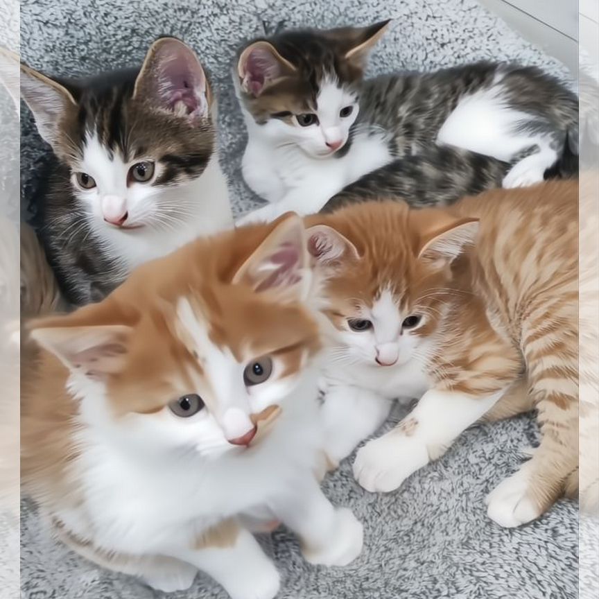 Котёнок в добрые руки