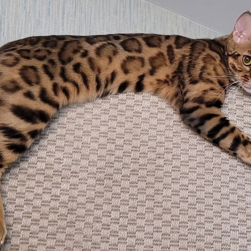 Кошка ищет котика.Оплата котенком с помета