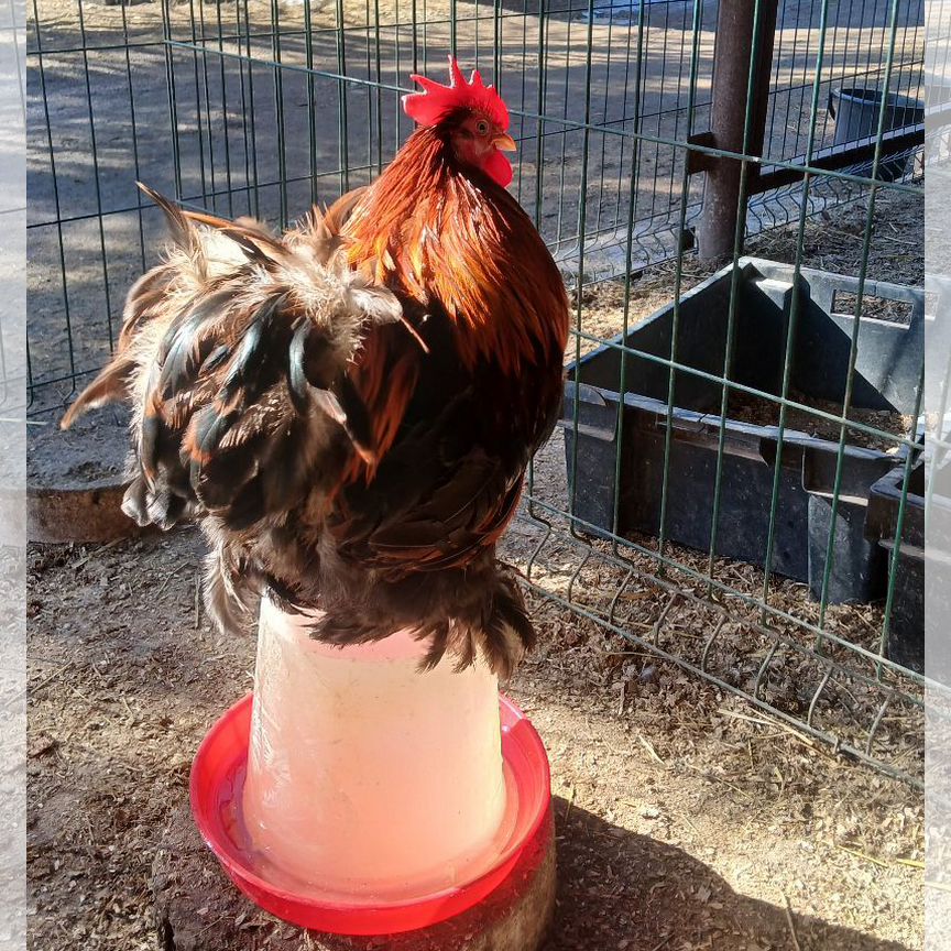 Молодые петухи и 1,5 годовалые