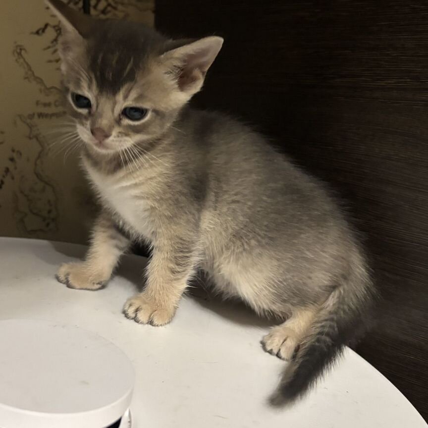 Абиссинский котёнок