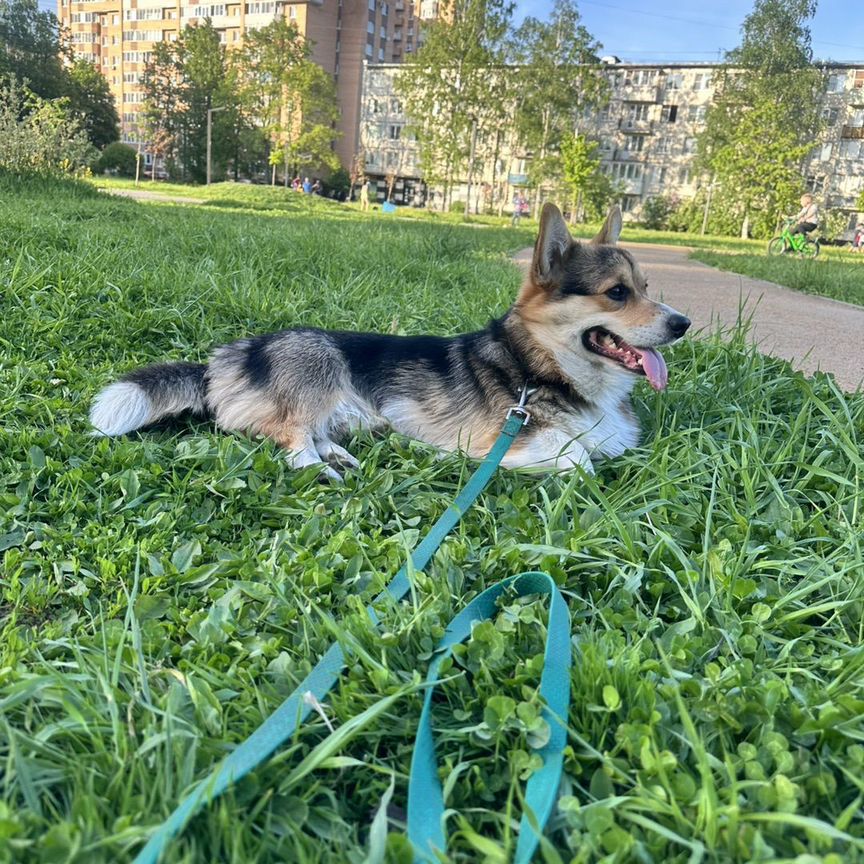 Корги пемброк вязка