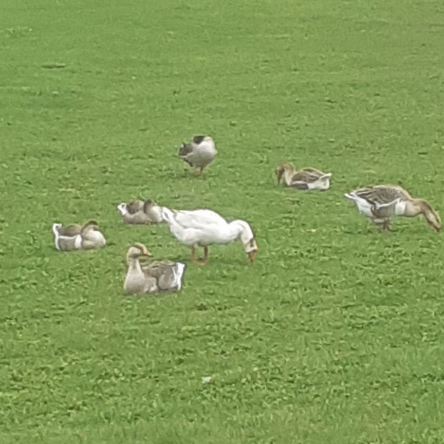 Яйцо гусиное для инкубации