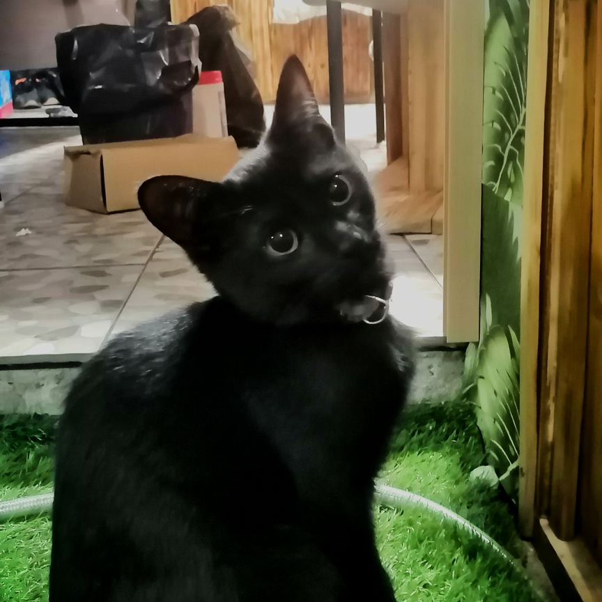 Отдаю кошечку в добрые руки