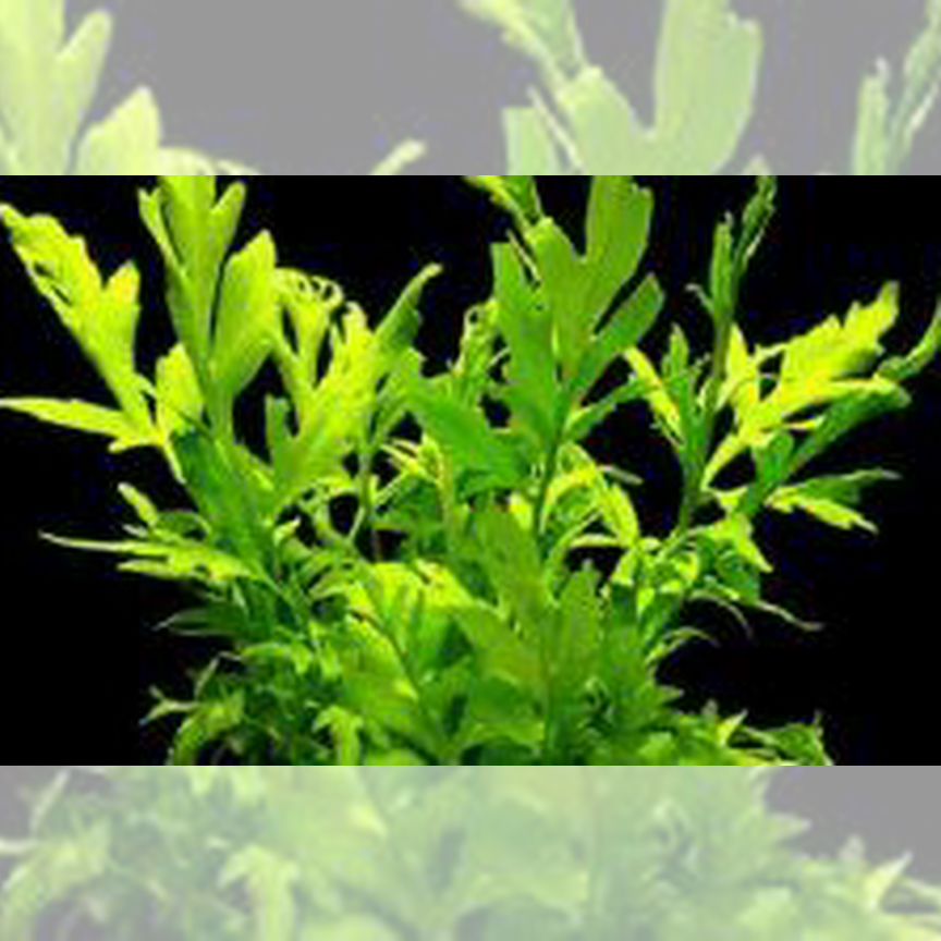 Цератоптерис (крыловидный папоротник)