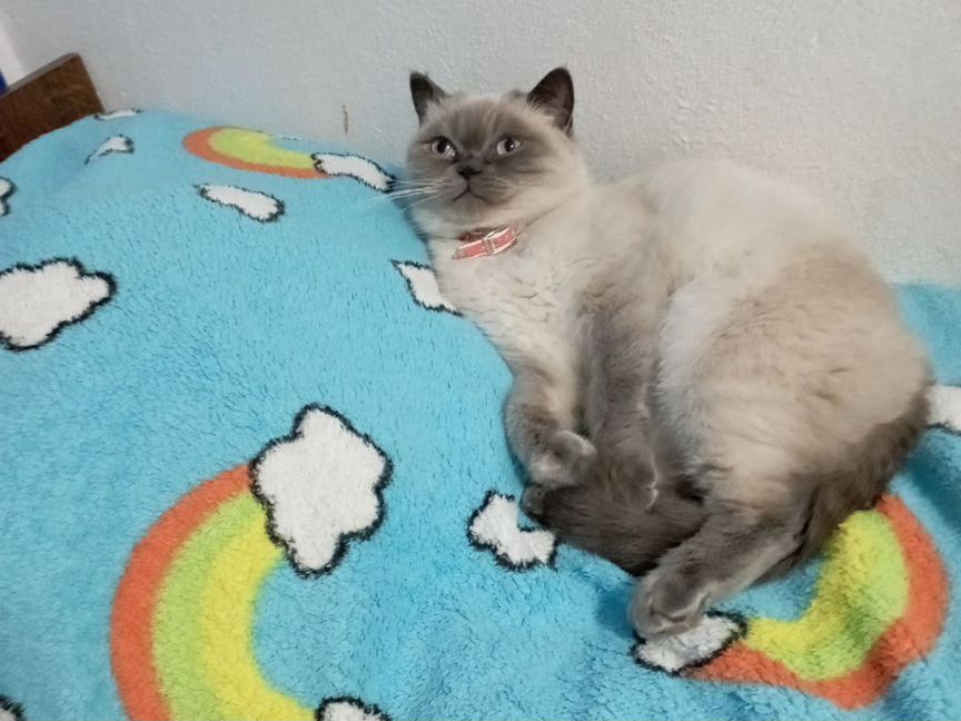 Шотландская кошка